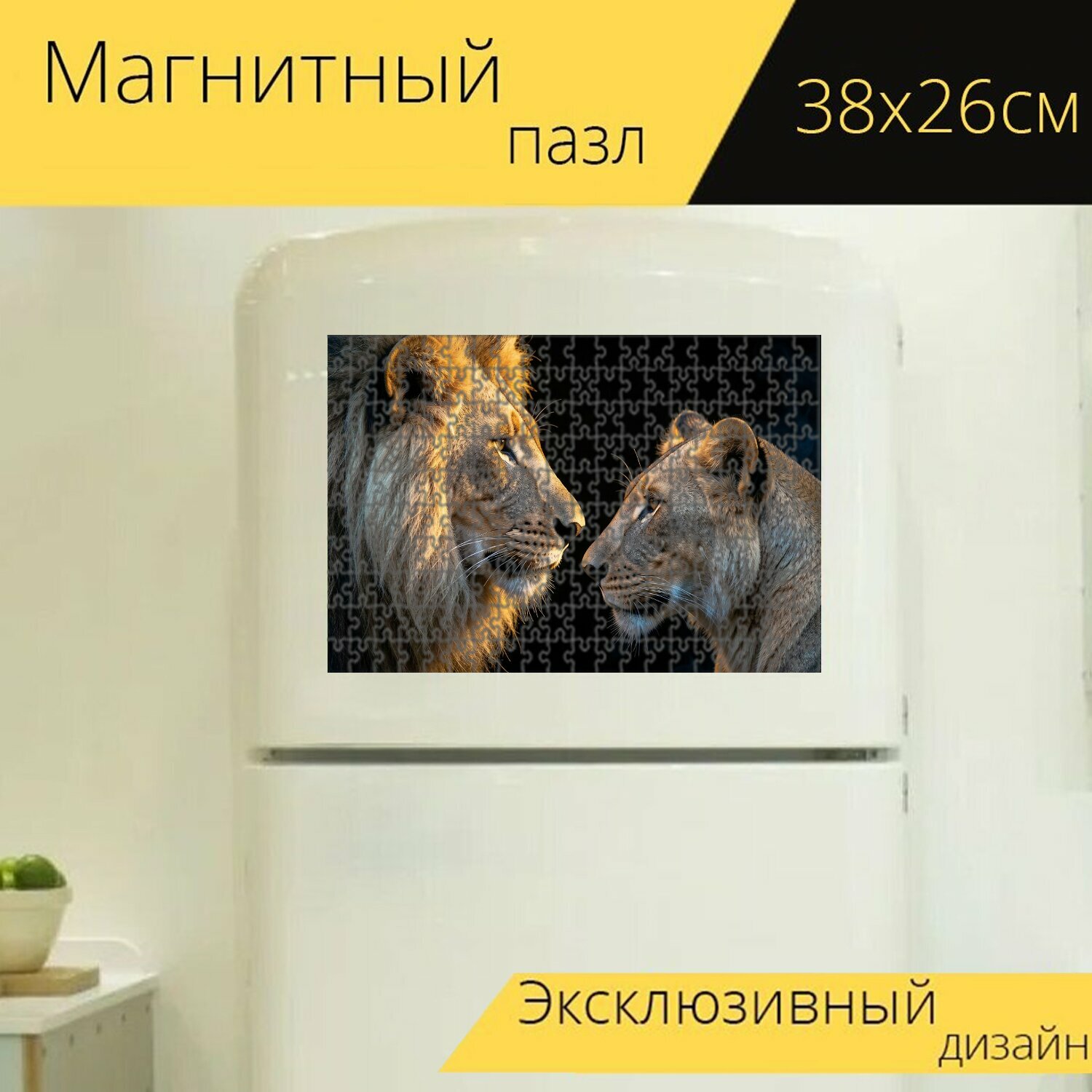 Магнитный пазл "Лев и львица в темноте. Реалистичный крупный план двух хищников лицом к лицу на черном фоне, теплые золотистые и коричневые оттенки." для интерьера, 38х26 см.