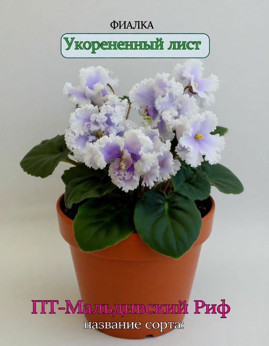 Фиалка комнатная сорт ПТ-Мальдивский Риф (укорененный лист)