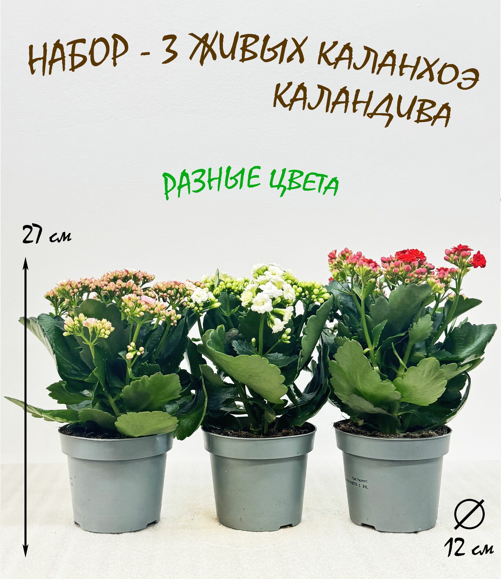 Набор - 3 Каланхоэ Каландива, высота 25-30см, разные цвета, живые растения