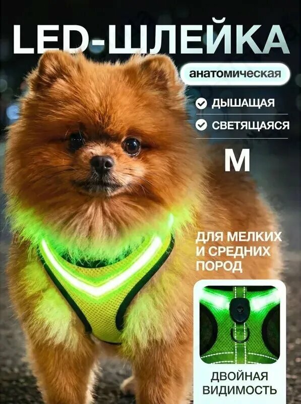 Светящаяся LED-шлейка для собак M, мягкая и анатомическая, светоотрожающая, для малых и средних пород