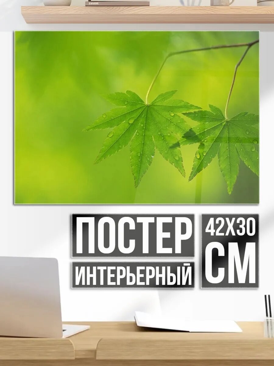 Плакат постер Зеленые листья клена