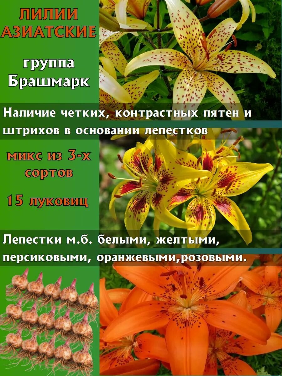 Лилии азиатские, группа Брашмарк, 3 сорта по 5 шт.
