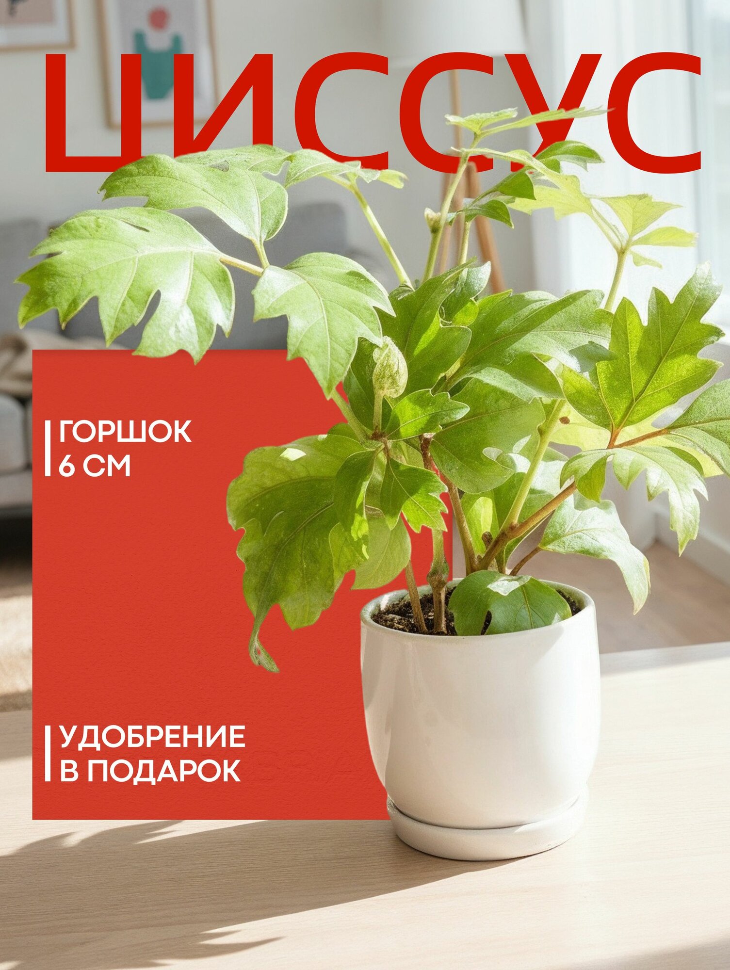 Циссус комнатный цветок в горшке живой