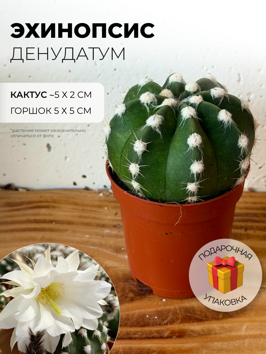 Кактус Эхинопсис Денудатум sinitca_leaf, шаровидной формы, живое растение в подарочной упаковке 1 шт.