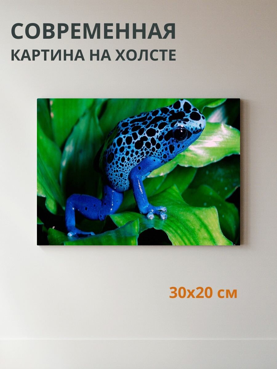 Картина на холсте Лягушка 30x20 см