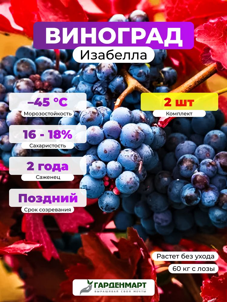 Саженец морозостойкий Виноград Изабелла, комплект 2 шт.