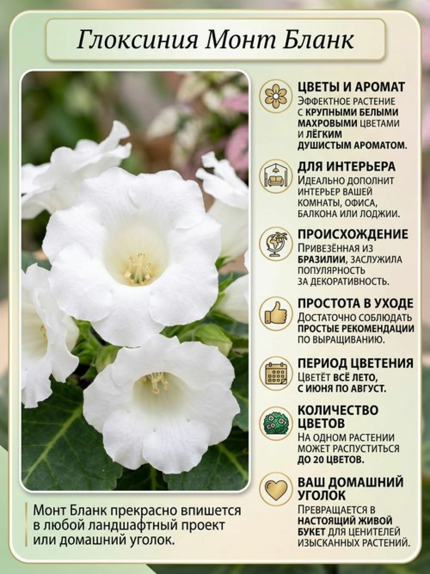 Глоксиния Монт Бланк — фото 1