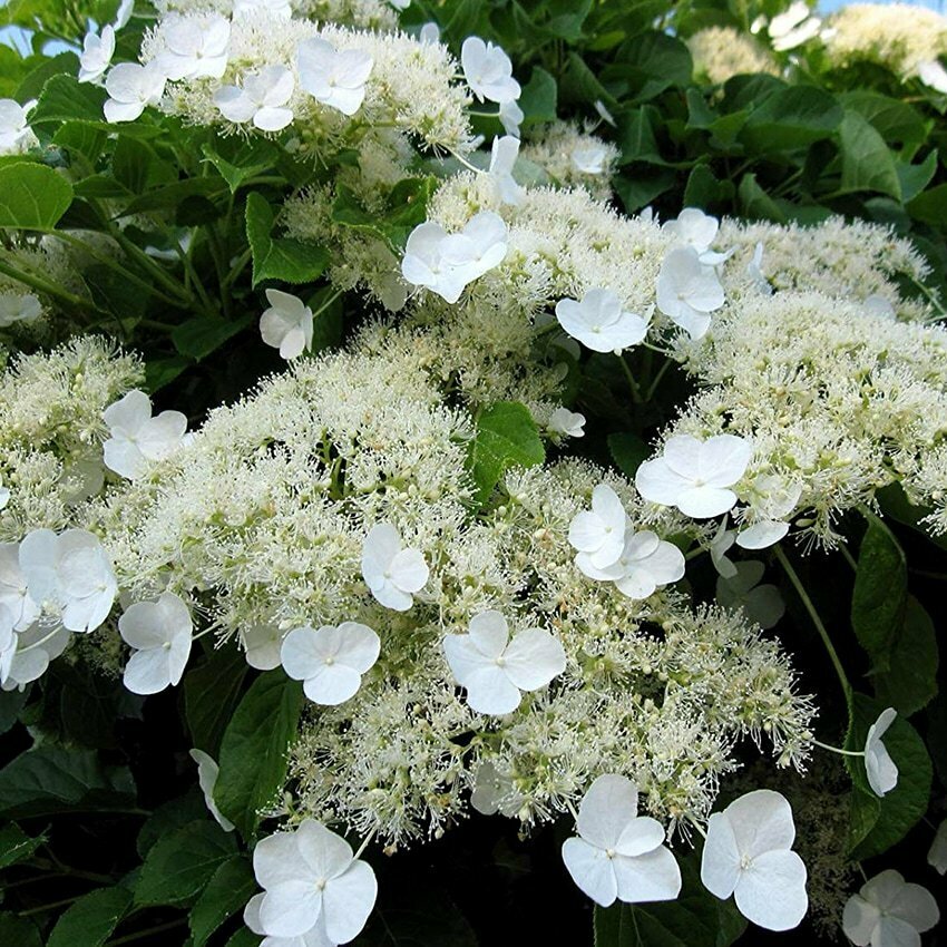 Гортензия черешковая (Hydrangea petiolaris) - 60-80, Контейнер: С12