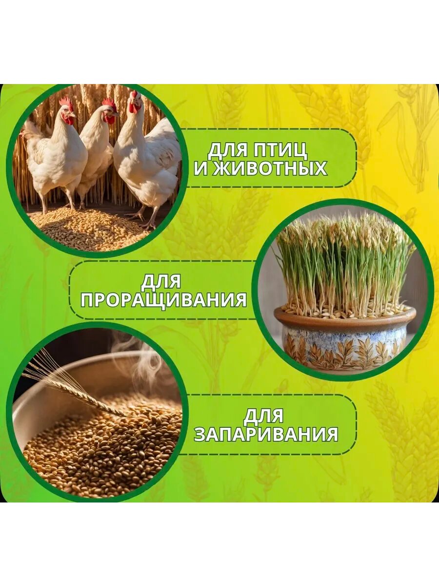 Пшеница 5кг — фото 1
