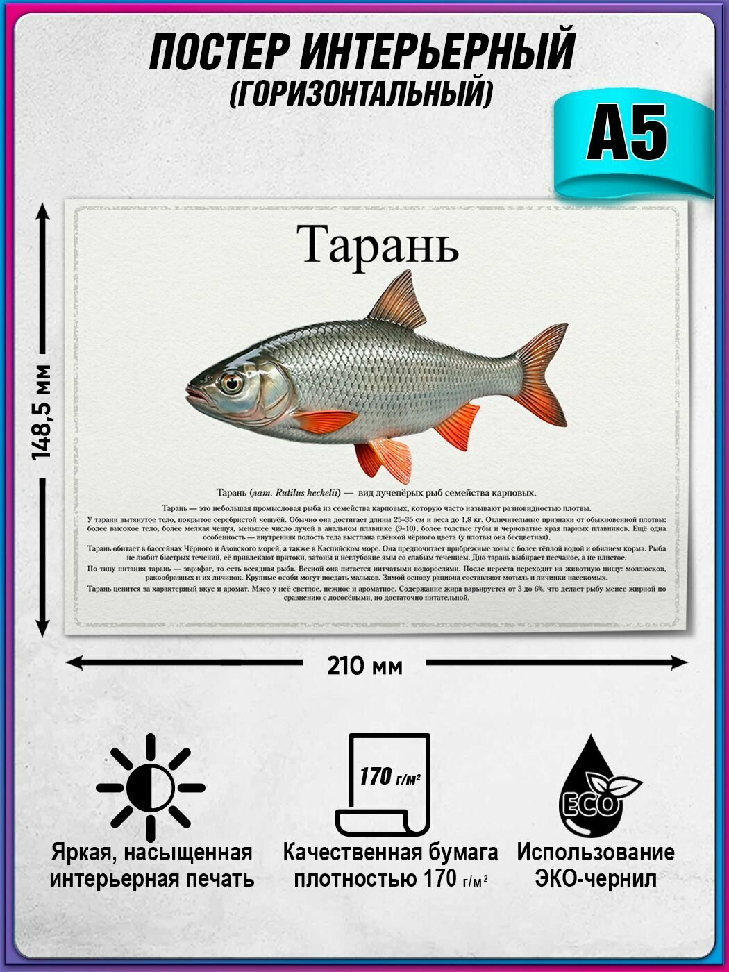 Постер интерьерный "Тарань" с описанием, плакат, подарок на День рыбака / А-5 (15x21 см.)