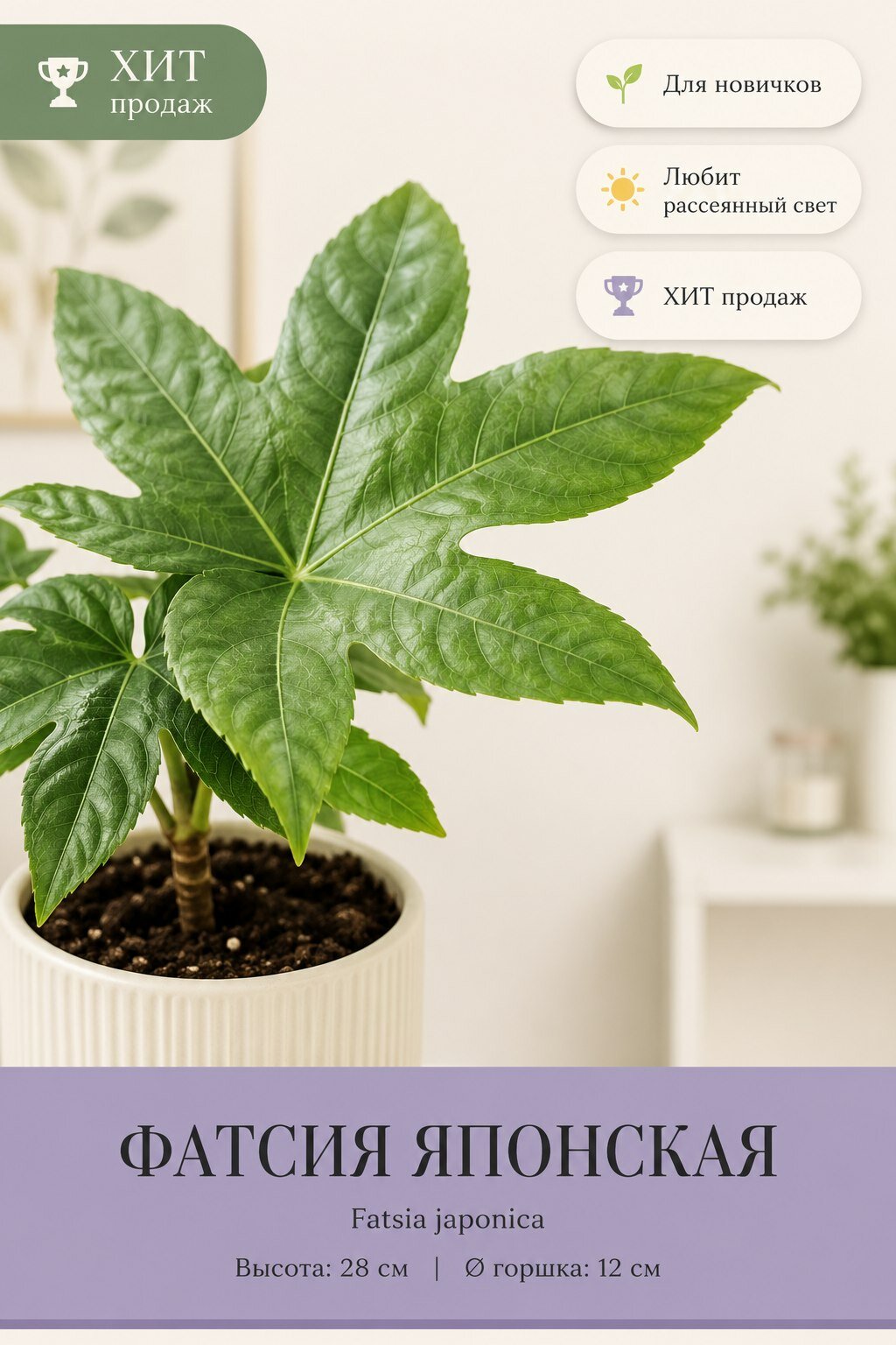 Фатсия японская (Fatsia japonica) комнатное растение в транспортировочном горшке