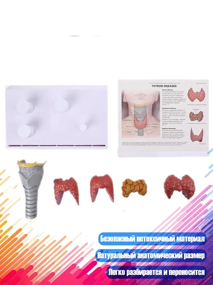 Анатомическая модель щитовидной железы