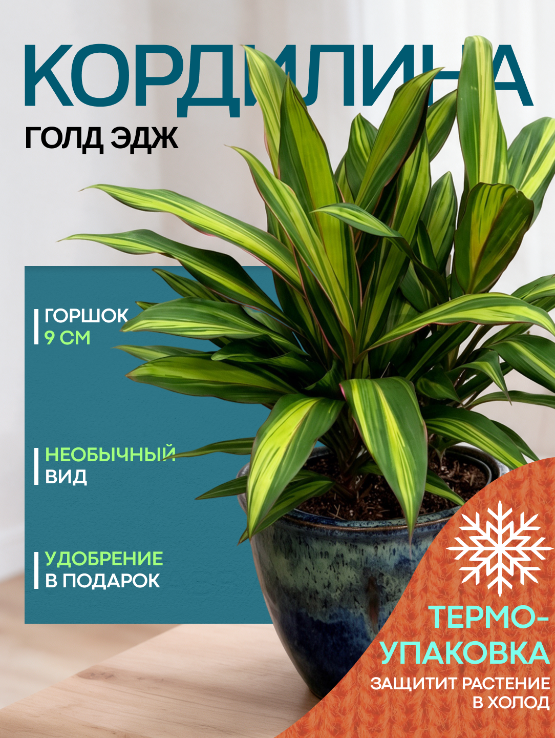 Кордилина Голд Эдж комнатный цветок в горшке живой