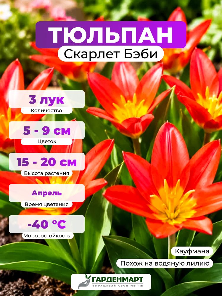 Тюльпан Кауфмана Скарлет Бэби, 3 лук