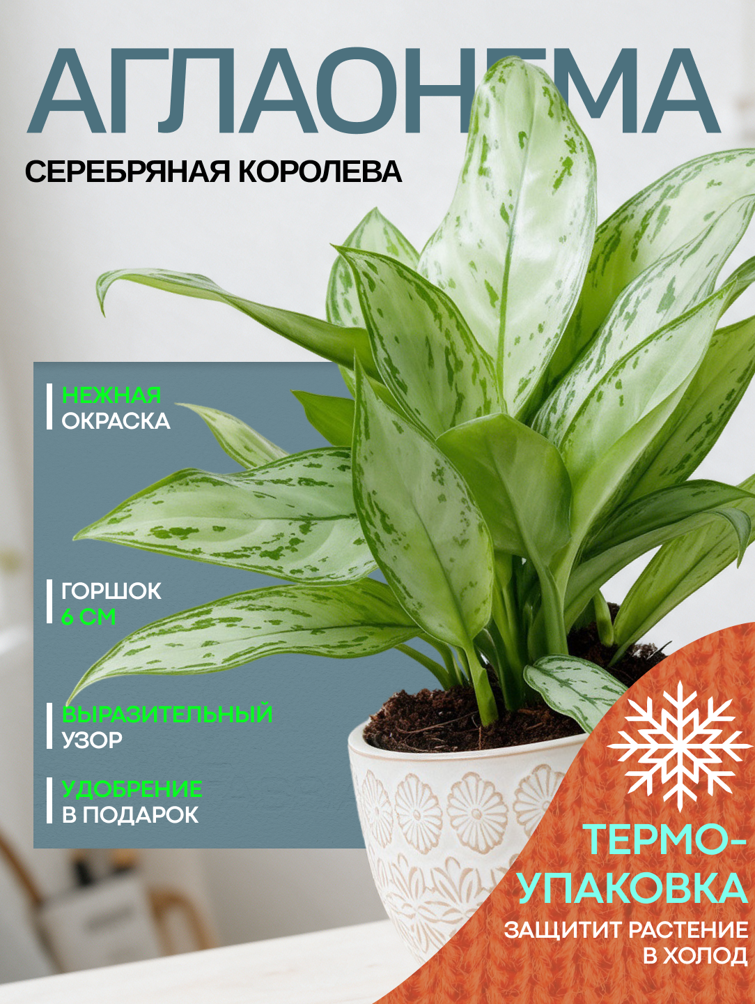 Аглаонема Серебряная Королева комнатный цветок в горшке живой