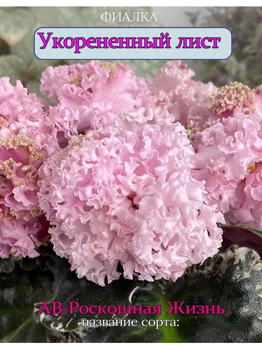 Фиалка живая в горшке комнатная сорт АВ-Роскошная Жизнь (укорененный лист) 1 штука