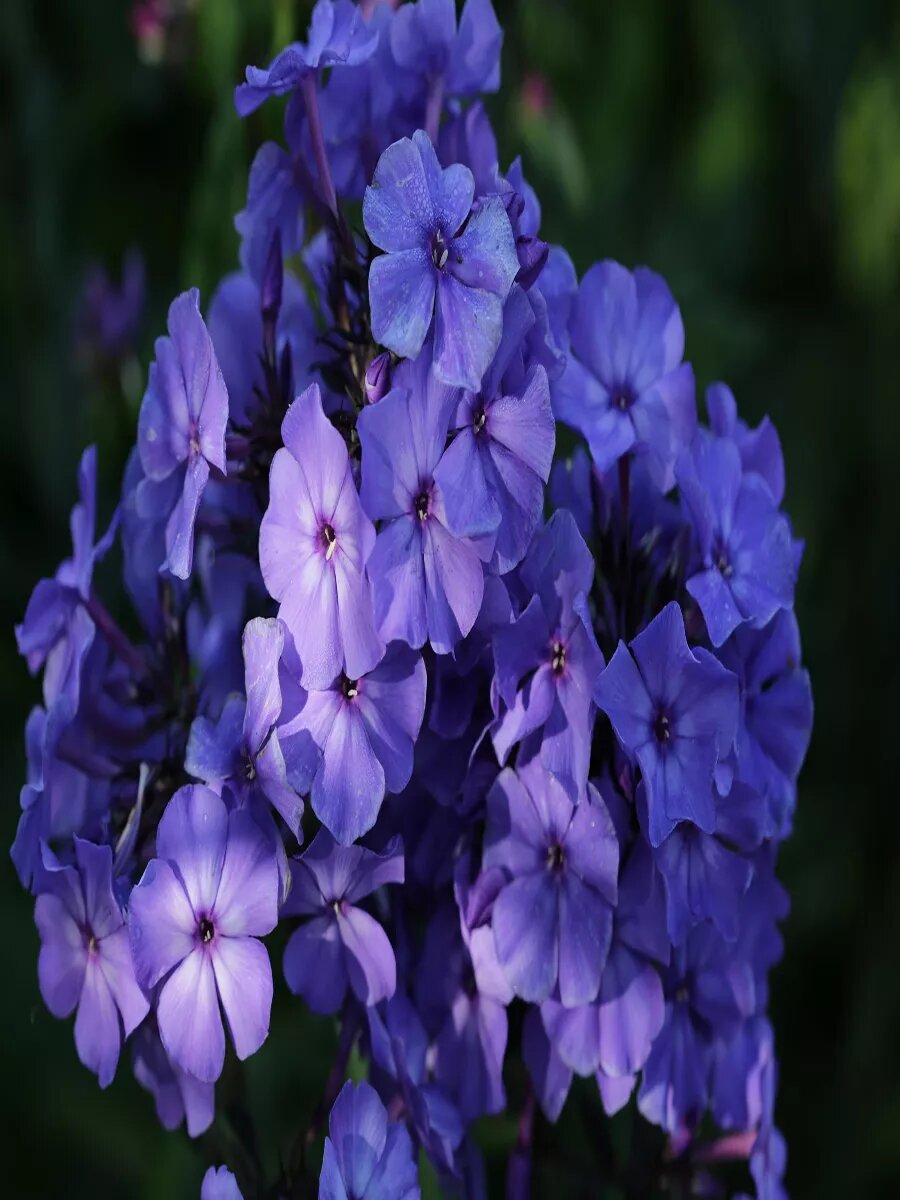 Флокс метельчатый Садовые Растения Blue Paradise, многолетник, синий