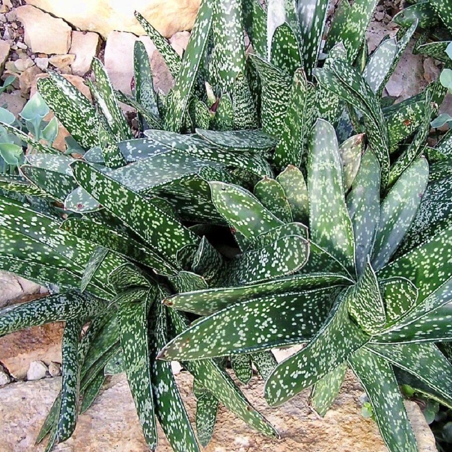 Семена Деодар Суккулент Gasteria disticha 10 шт.
