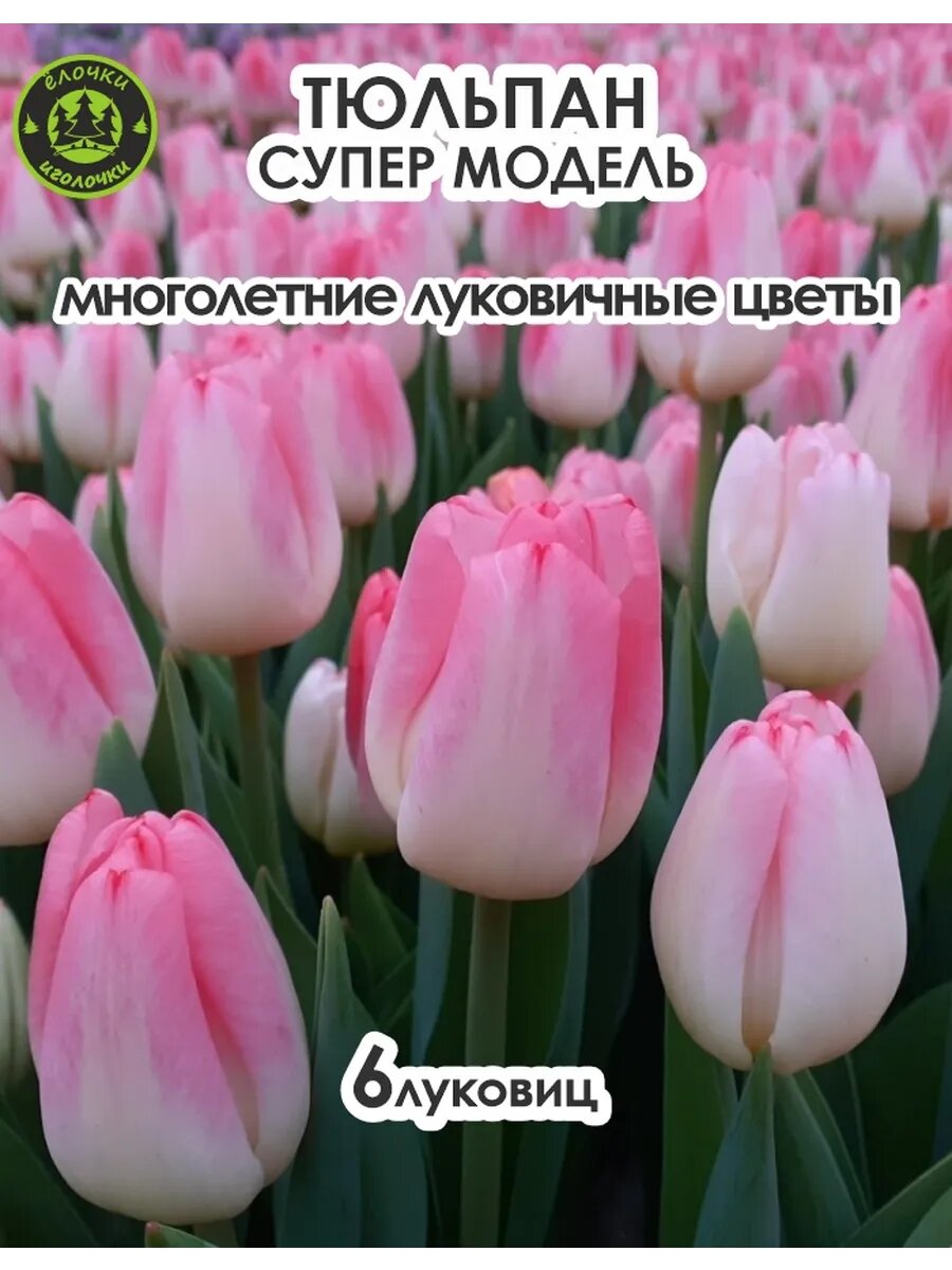 Тюльпан Луковица, Супермодель, 6 шт