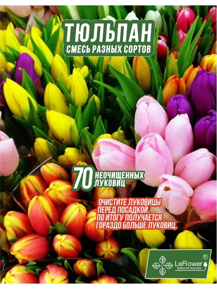 Тюльпан Луковицы неочищенные, Микс сортов, 70+шт