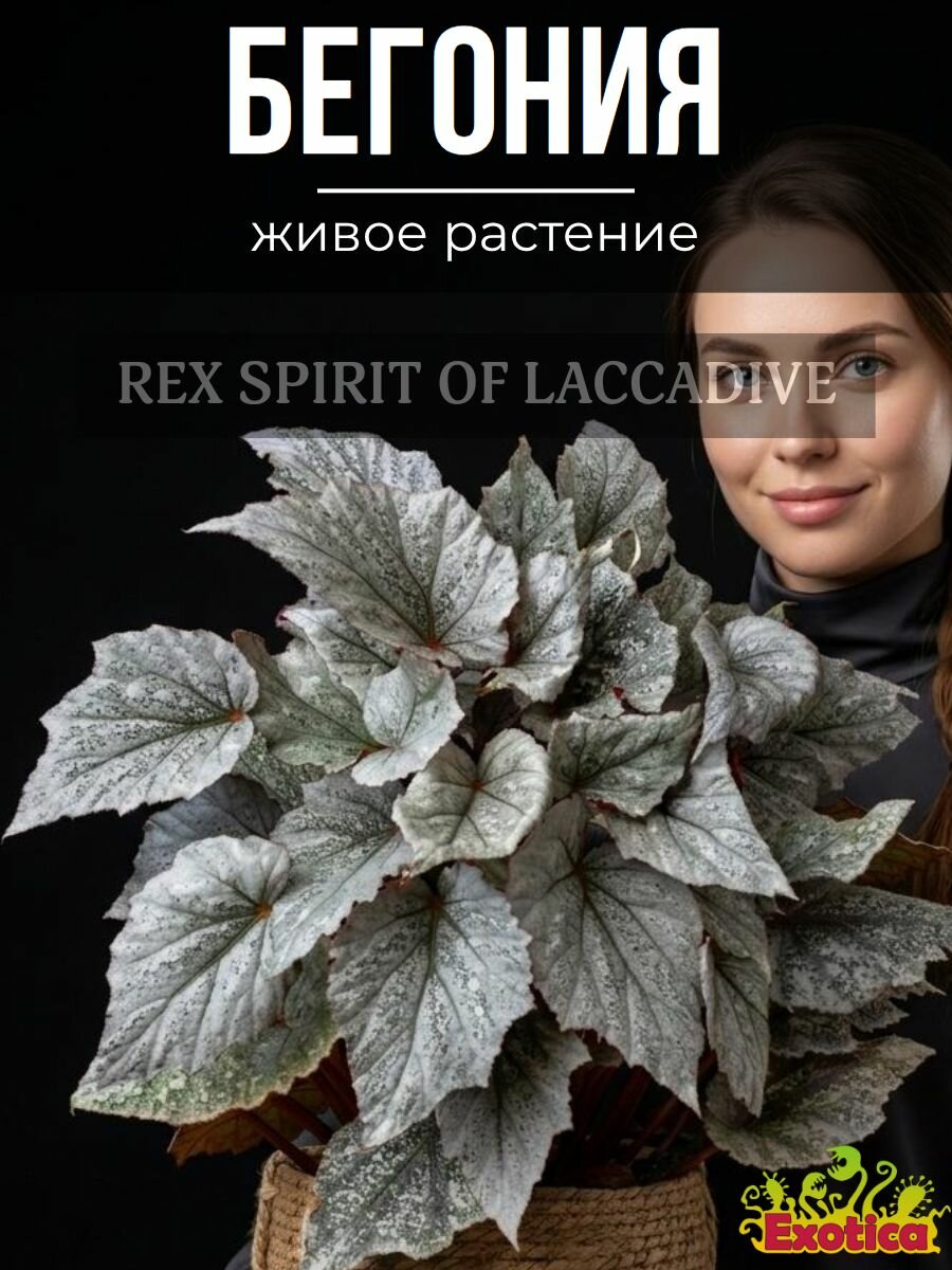 Бегония Рекс Лаккадив (Begonia Rex Spirit of Laccadive) D6см
