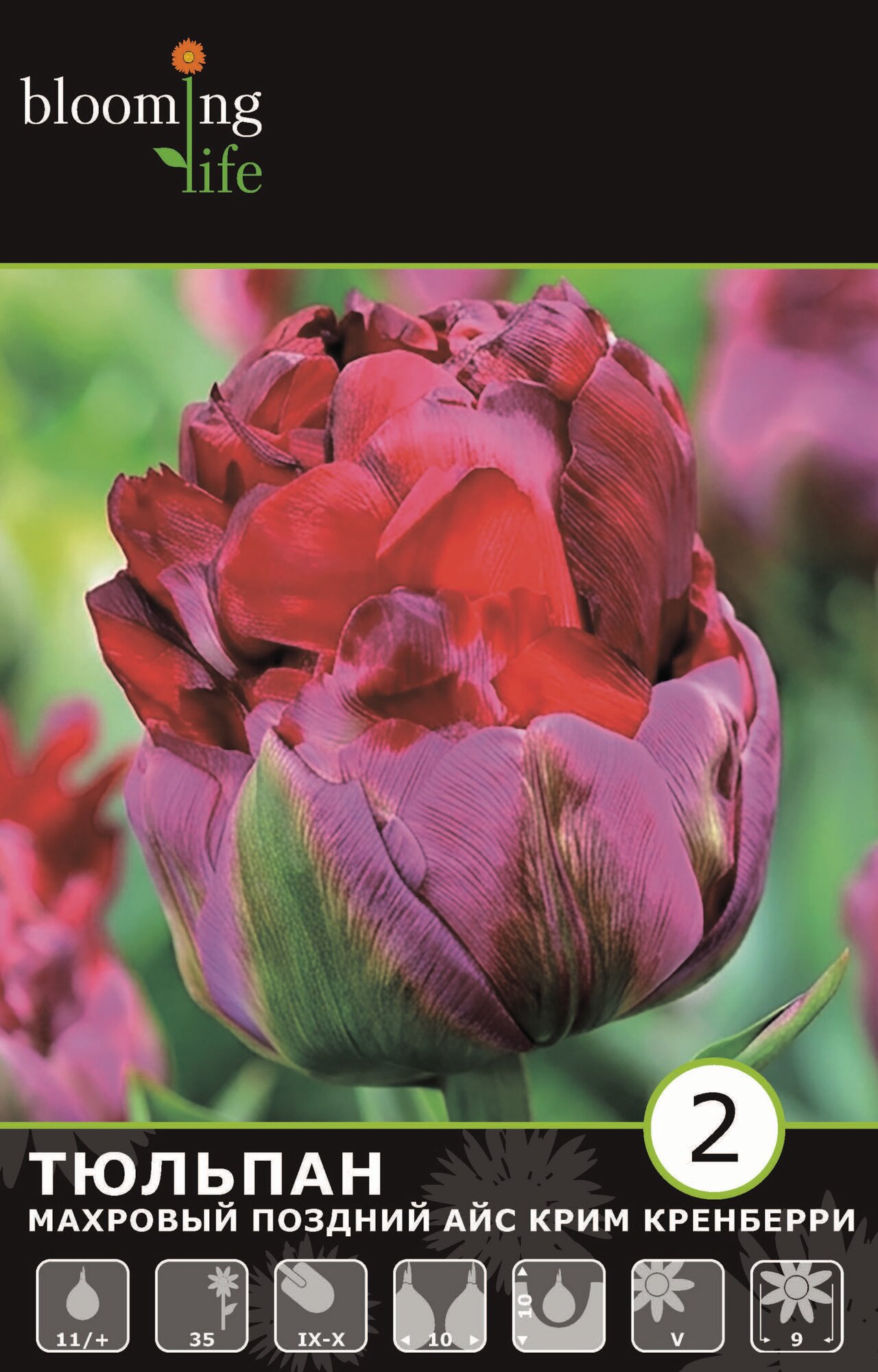 Луковицы Тюльпан махровый поздний Айс Крим Кренберри