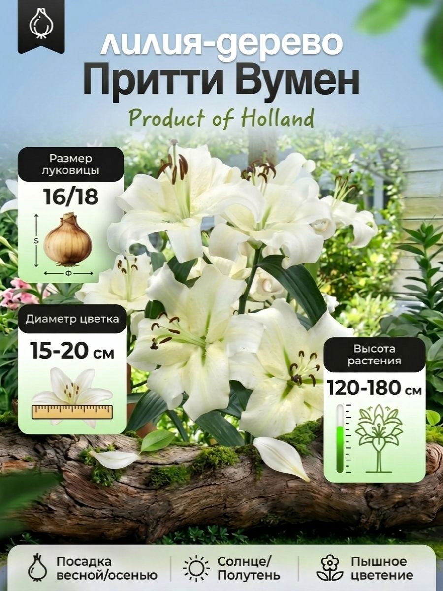 Луковицы лилии - дерево Притти Вумен (Голландия)1 шт