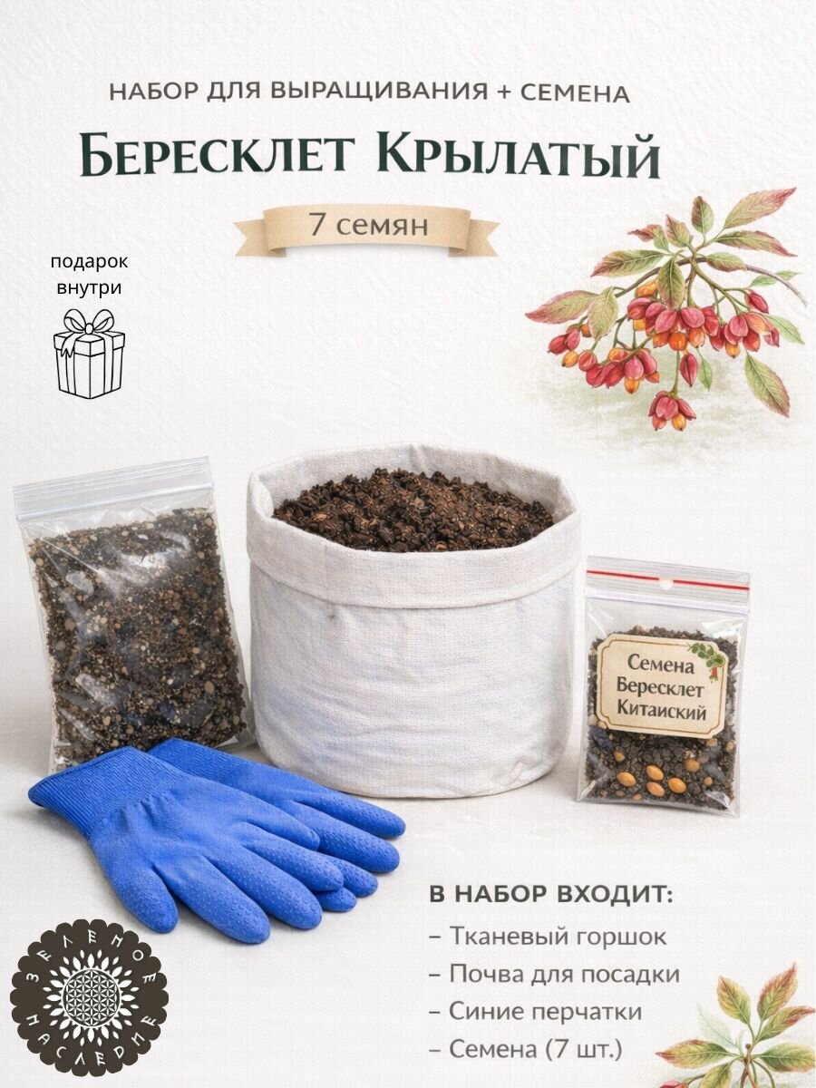 Домашний набор для выращивания Бересклета Крылатого / Подарок для юного садовода