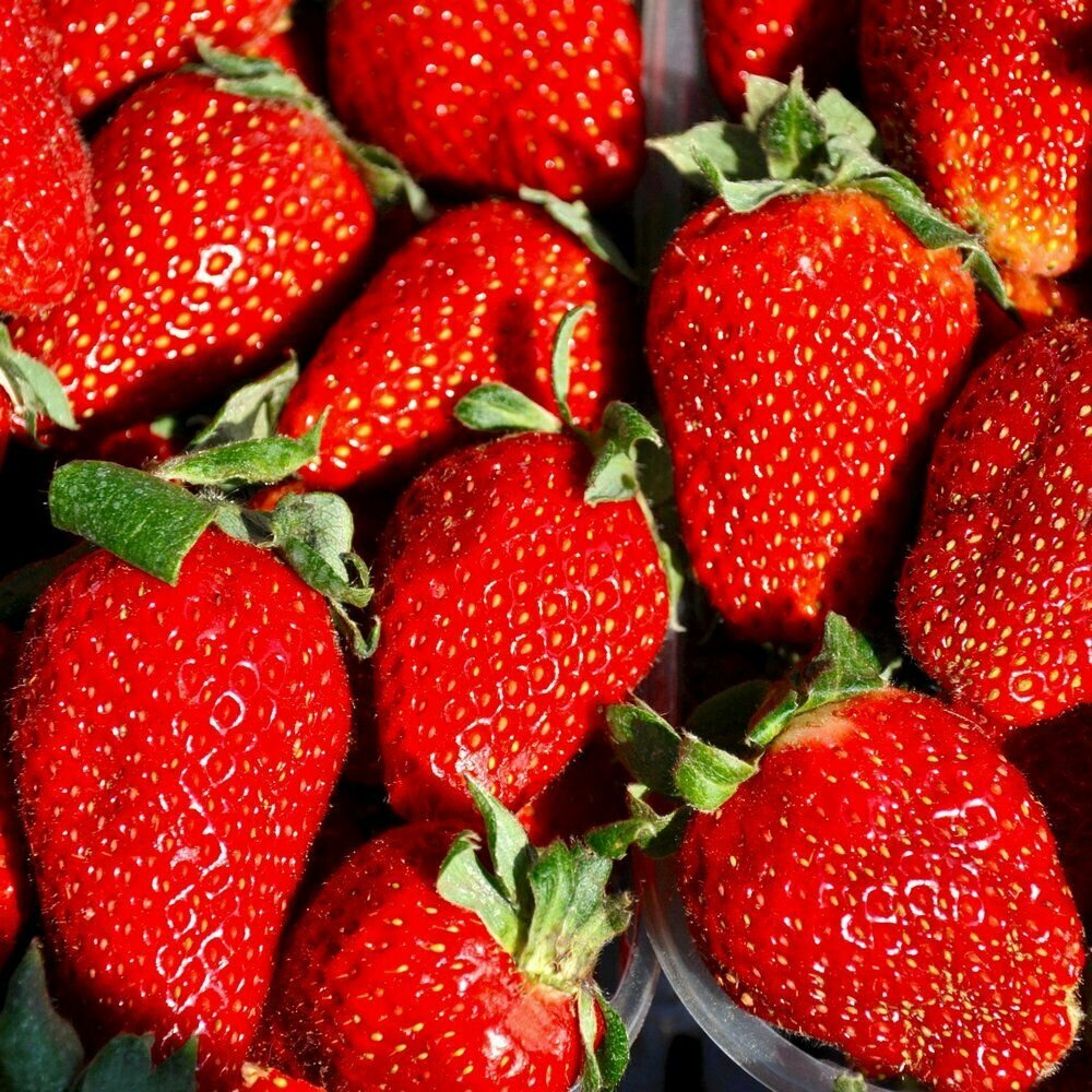 Рассада. Клубника Ами