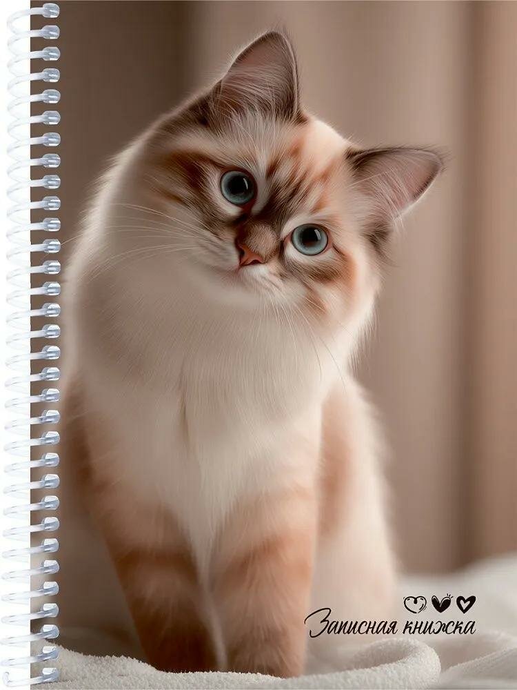 Записная книжка Проф-пресс А5 80 л на спирали, Милые коты-7, обложка - мелованный картон, ЗК80-3013