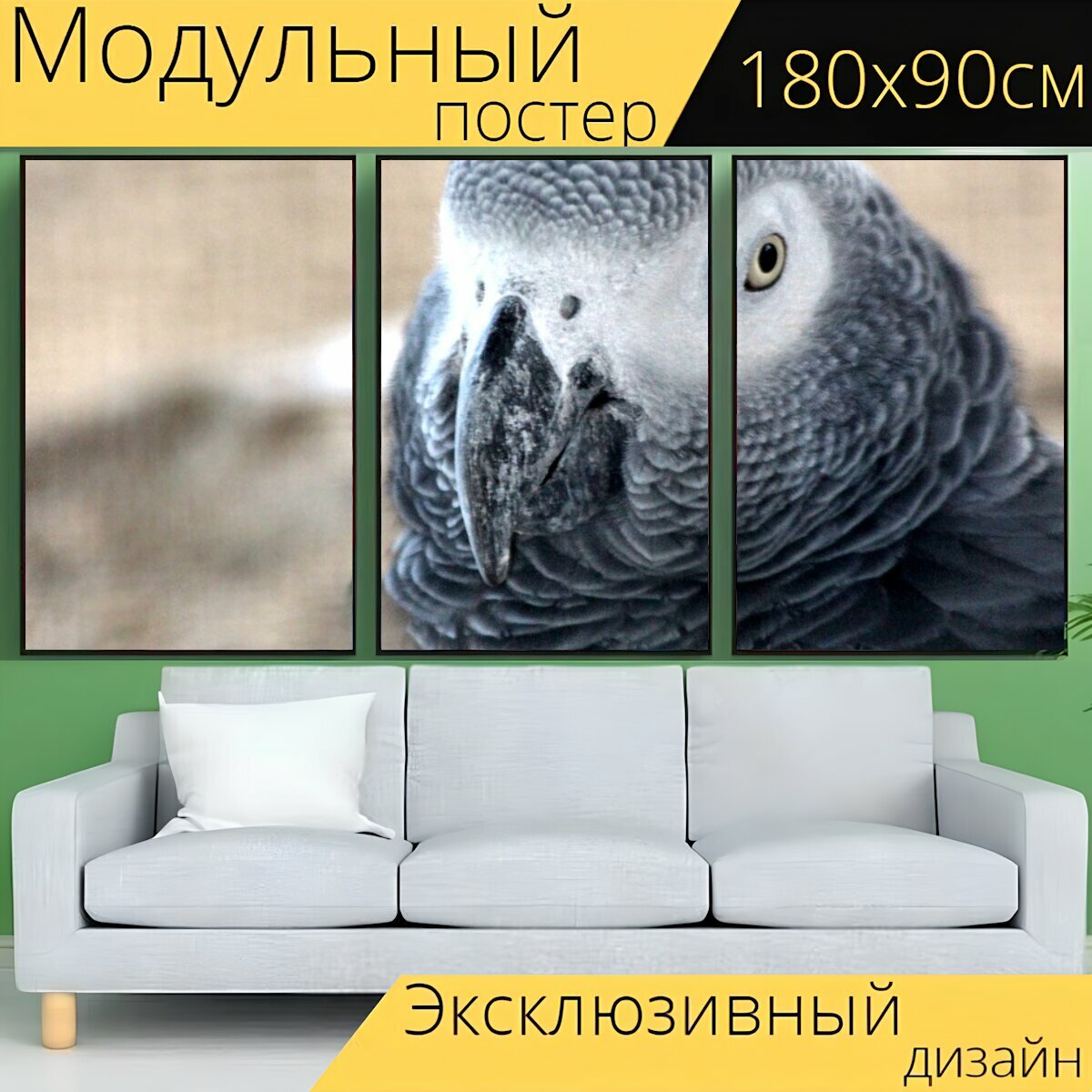 Модульный постер "Жако, попугай, psittacus erithacus" 180 x 90 см. для интерьера на стену в тубусе