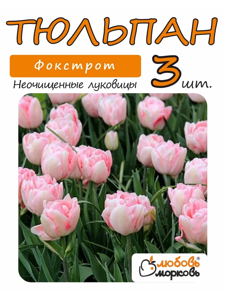 Тюльпан Луковица, Фокстрот, 3+ шт