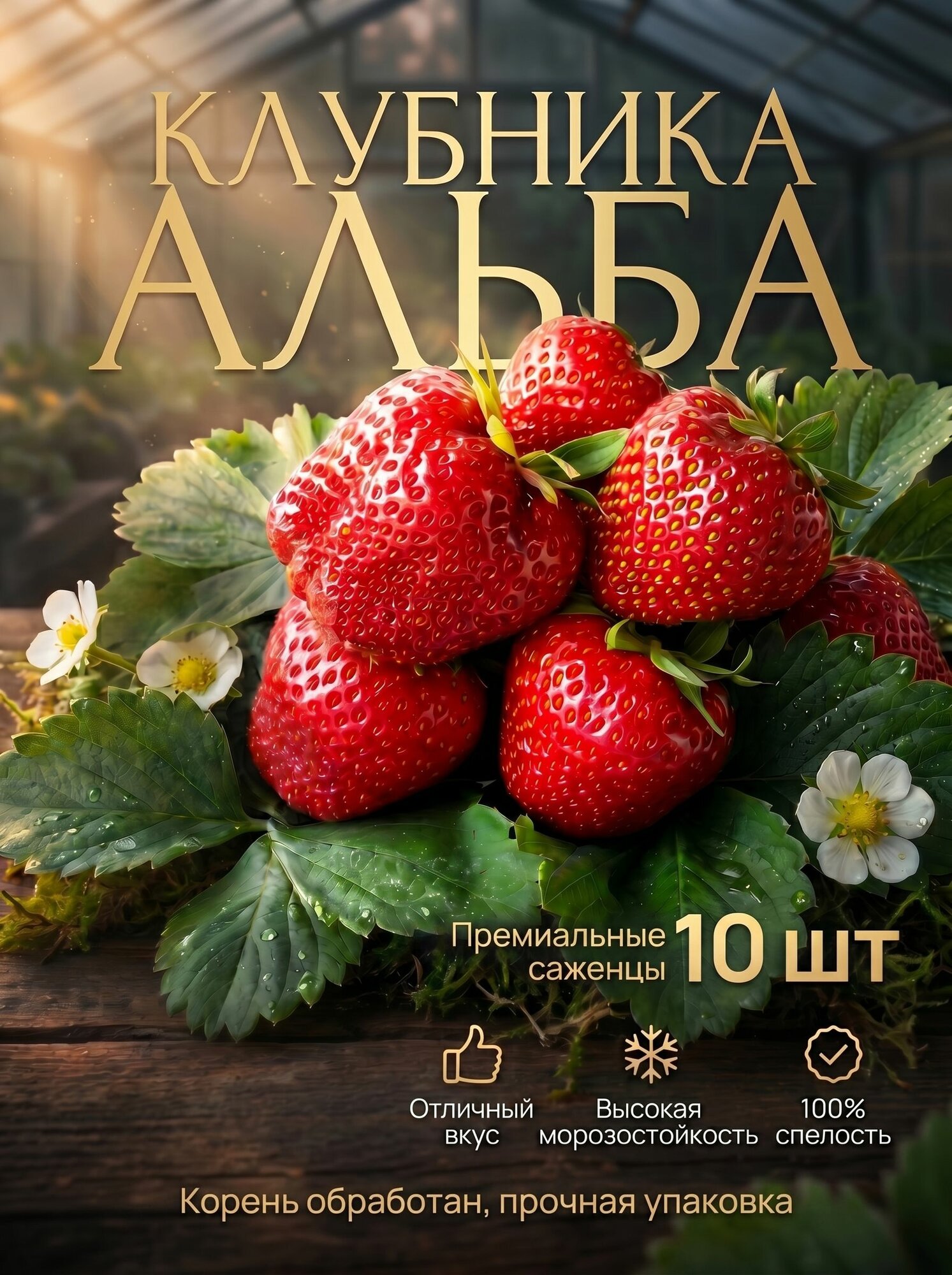 Саженцы клубники Альба ремантантная 10-шт