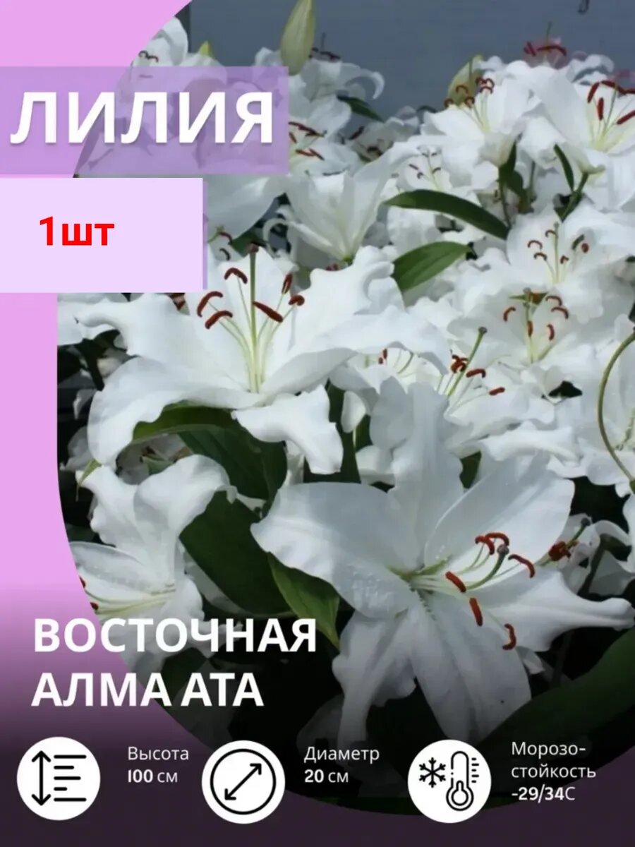 Лилия восточная Алма ата