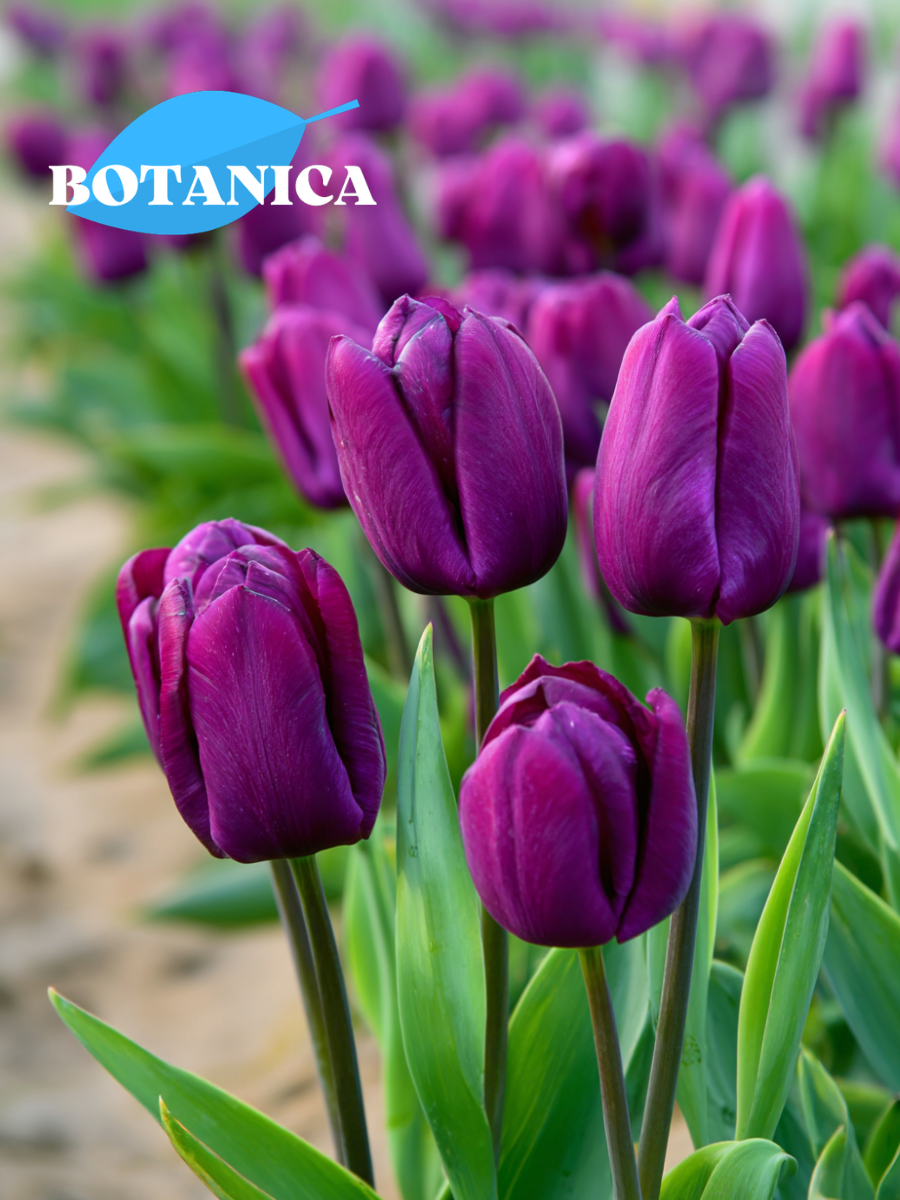 Луковицы цветов, botanica garden, Тюльпан Пёпл Флаг 2 штуки (фиолетовый)