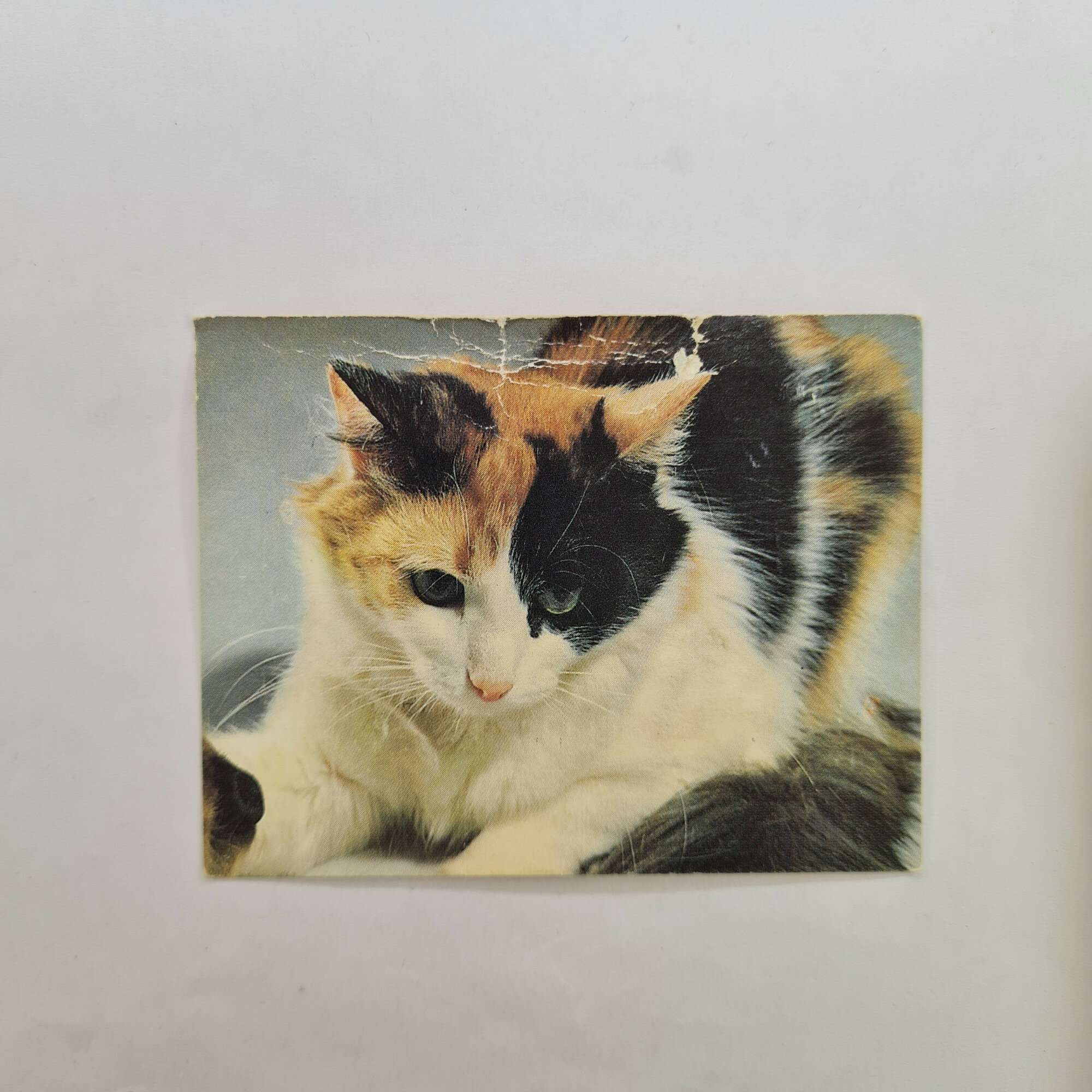 Карманный календарик СССР 1990. Трехцветная кошка, домашние животные. Советский сувенирный календарь
