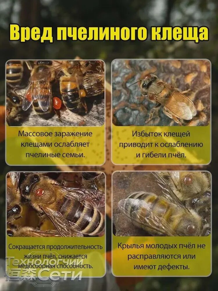 Апистанзоль спрей от варроатоза и акарапидоза пчёл / для обработки пчёл от клещей варроа