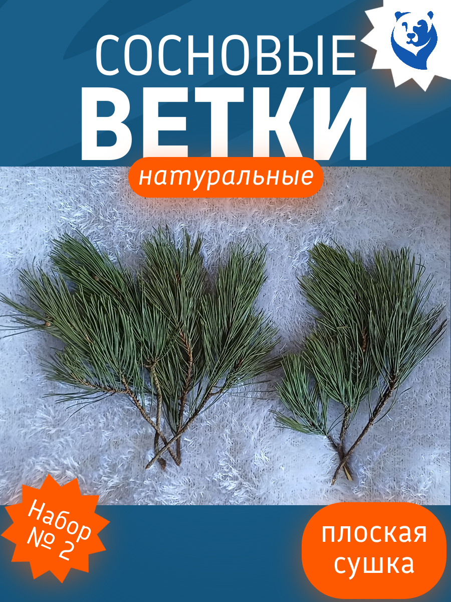 FashionProduct Сосновые ветки натуральные с иголками, плоская сушка, набор № 2, 6 шт.