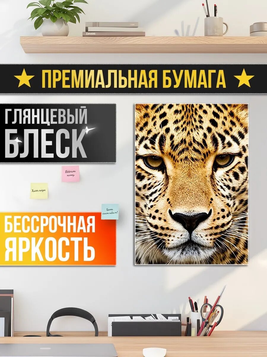 Постер на стену Леопард смотрит — фото 1