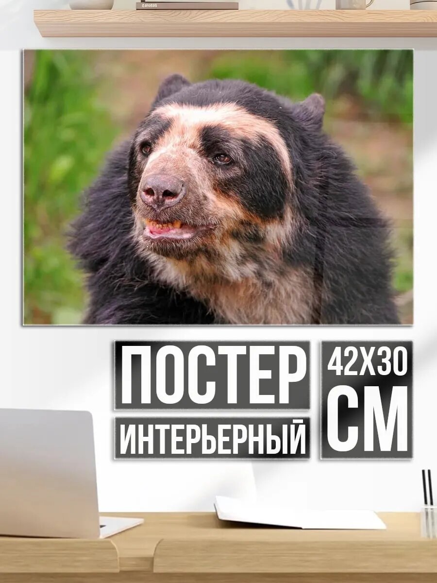 Плакат постер медведь очковый