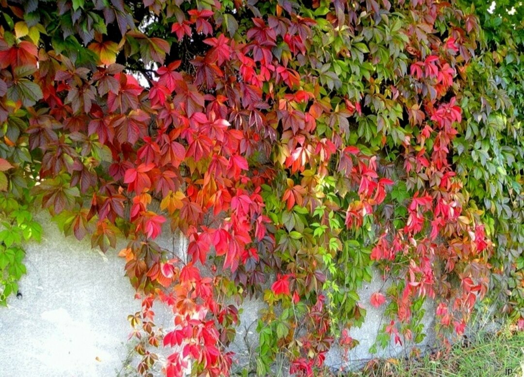 Виноград девичий пятилисточковый (Parthenocissus quinquefolia),100-150, С5