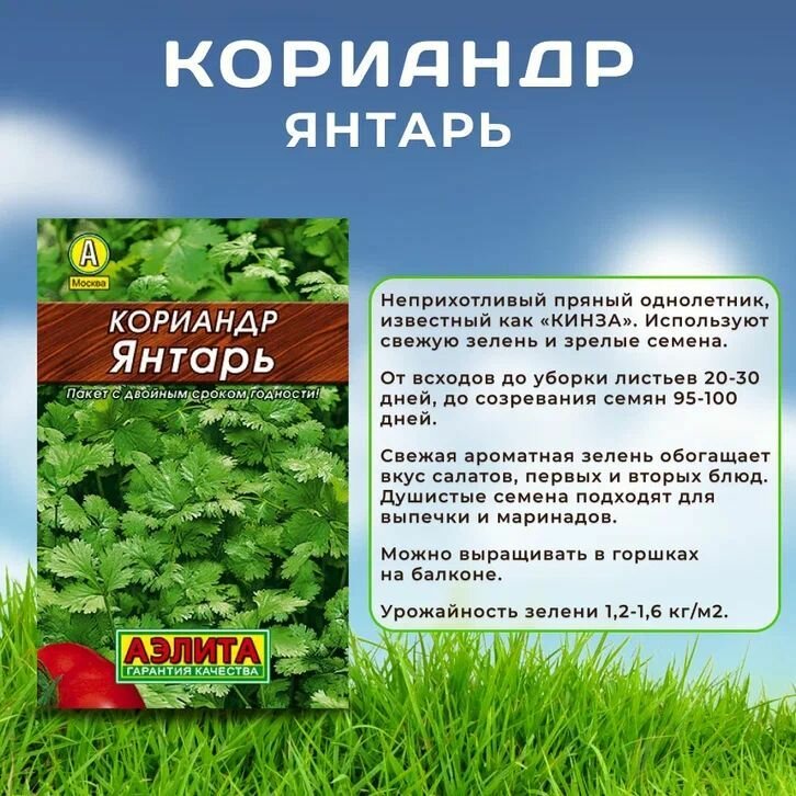 Семена Кориандр Янтарь, Агрофирма Аэлита посев выращивание