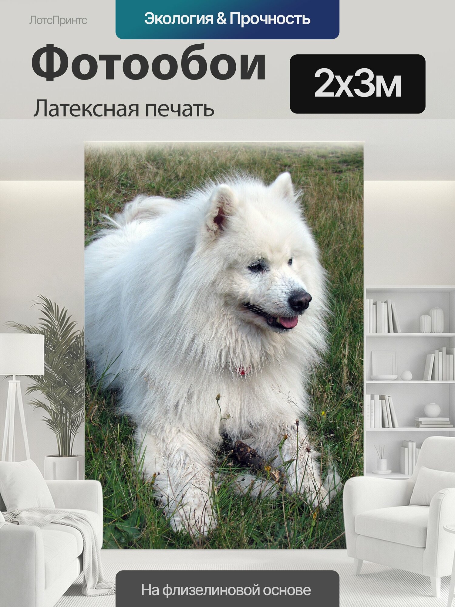 Фотообои моющиеся ударопрочные "Самоедская лайка, собака, собачий" 200x300 см. латексная печать