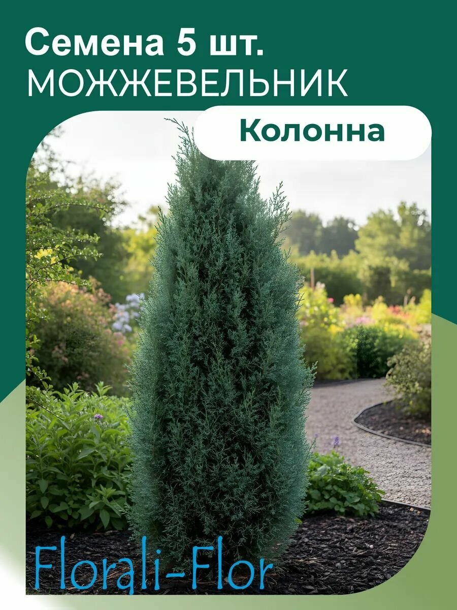 Можжевельник Семена