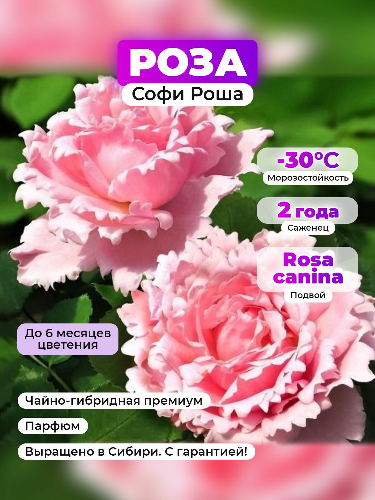 Саженец Роза чайно-гибридная премиум парфюм Софи Роша