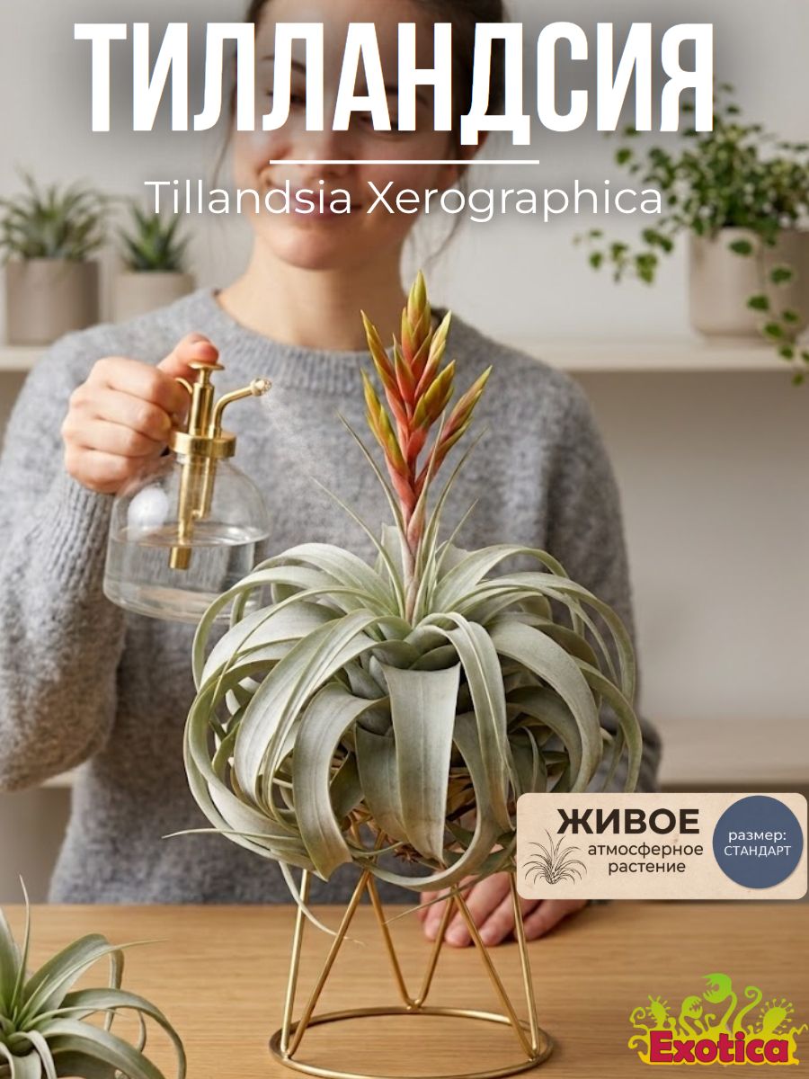 Тилландсия Ксерографика (Tillandsia Xerographica), атмосферное растение