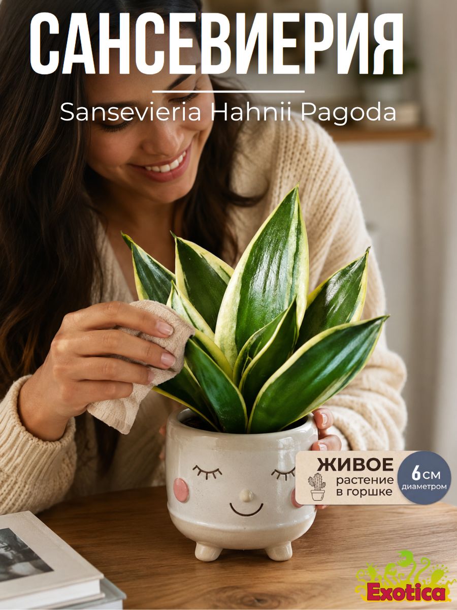 Сансевиерия Ханни Пагода (Sansevieria Hahnii Pagoda) D6см, домашнее растение