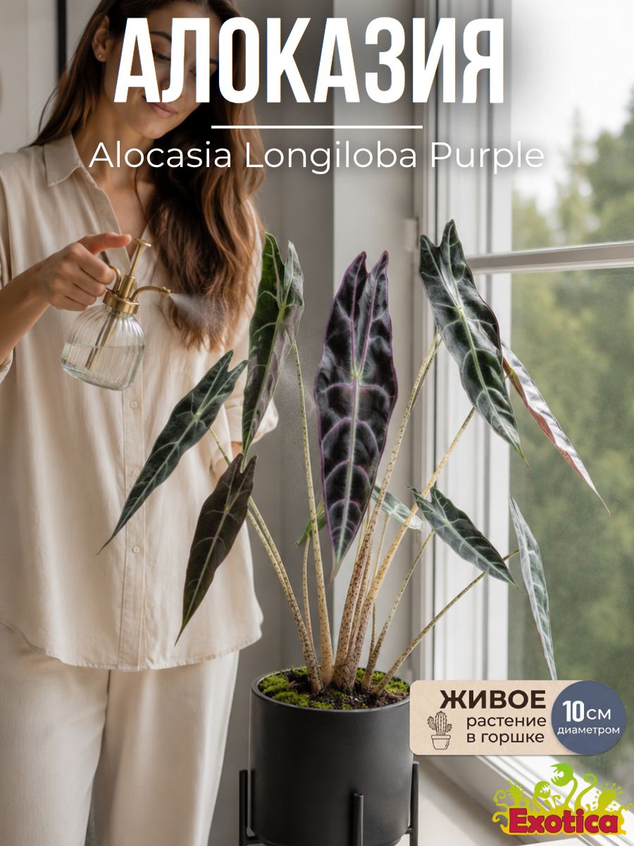 Алоказия Лонгилоба Пурпл (Alocasia Longiloba Purple) D10см, домашний цветок