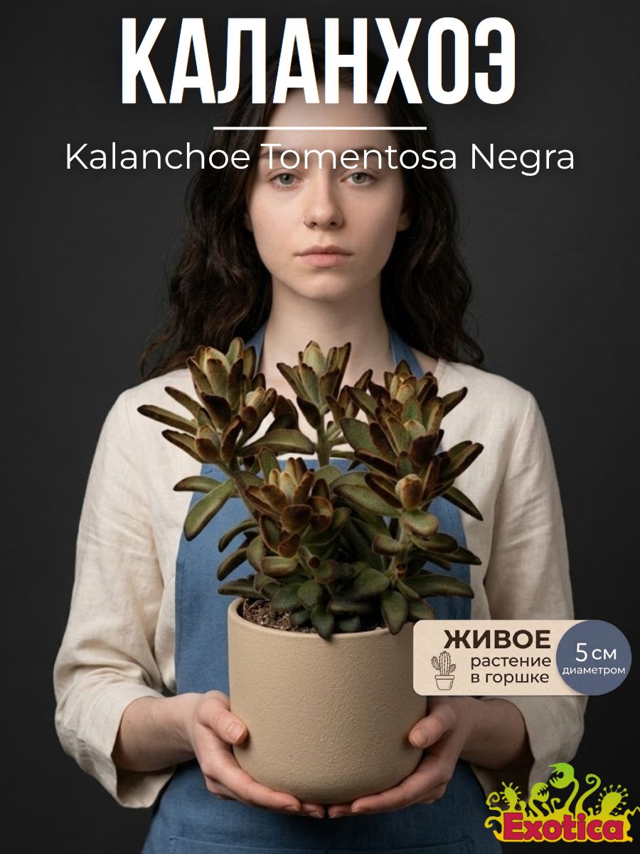 Каланхоэ Томентоза Негра (Kalanchoe Tomentosa Negra) D5см, домашний цветок