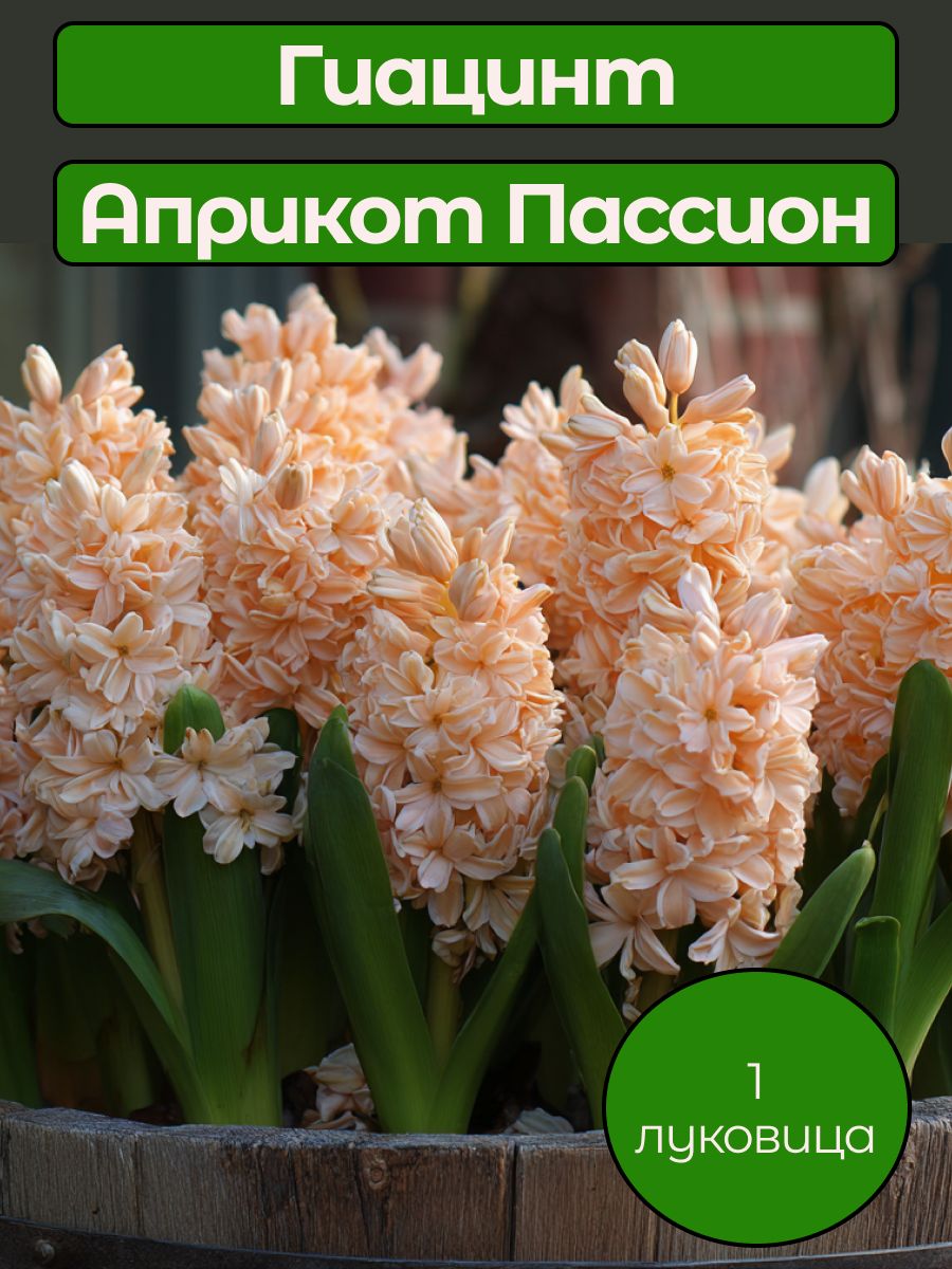 Гиацинт Априкот Пассион луковица 1 шт